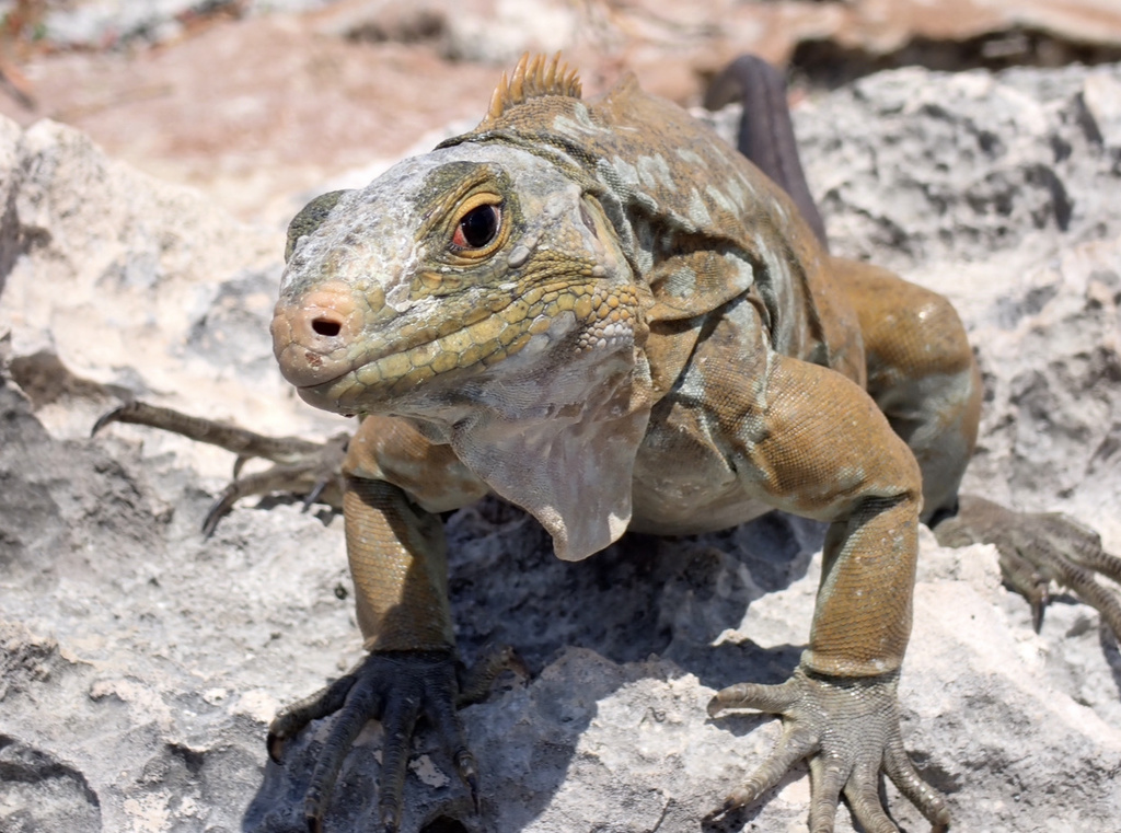 San Salvador Iguana in March 2023 by Jessica Decker · iNaturalist