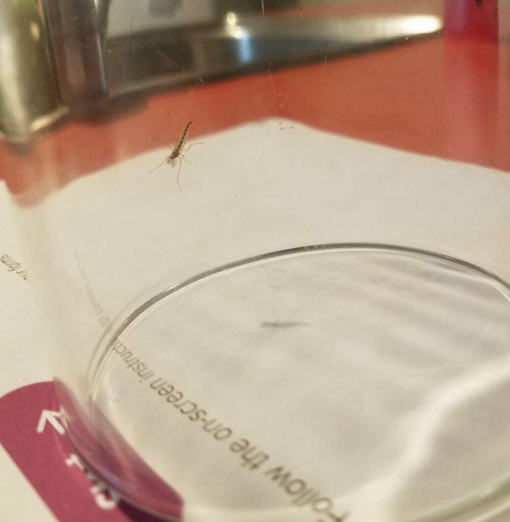 Non-biting Midges from Lincoln, New Zealand on March 08, 2023 at 05:36 ...