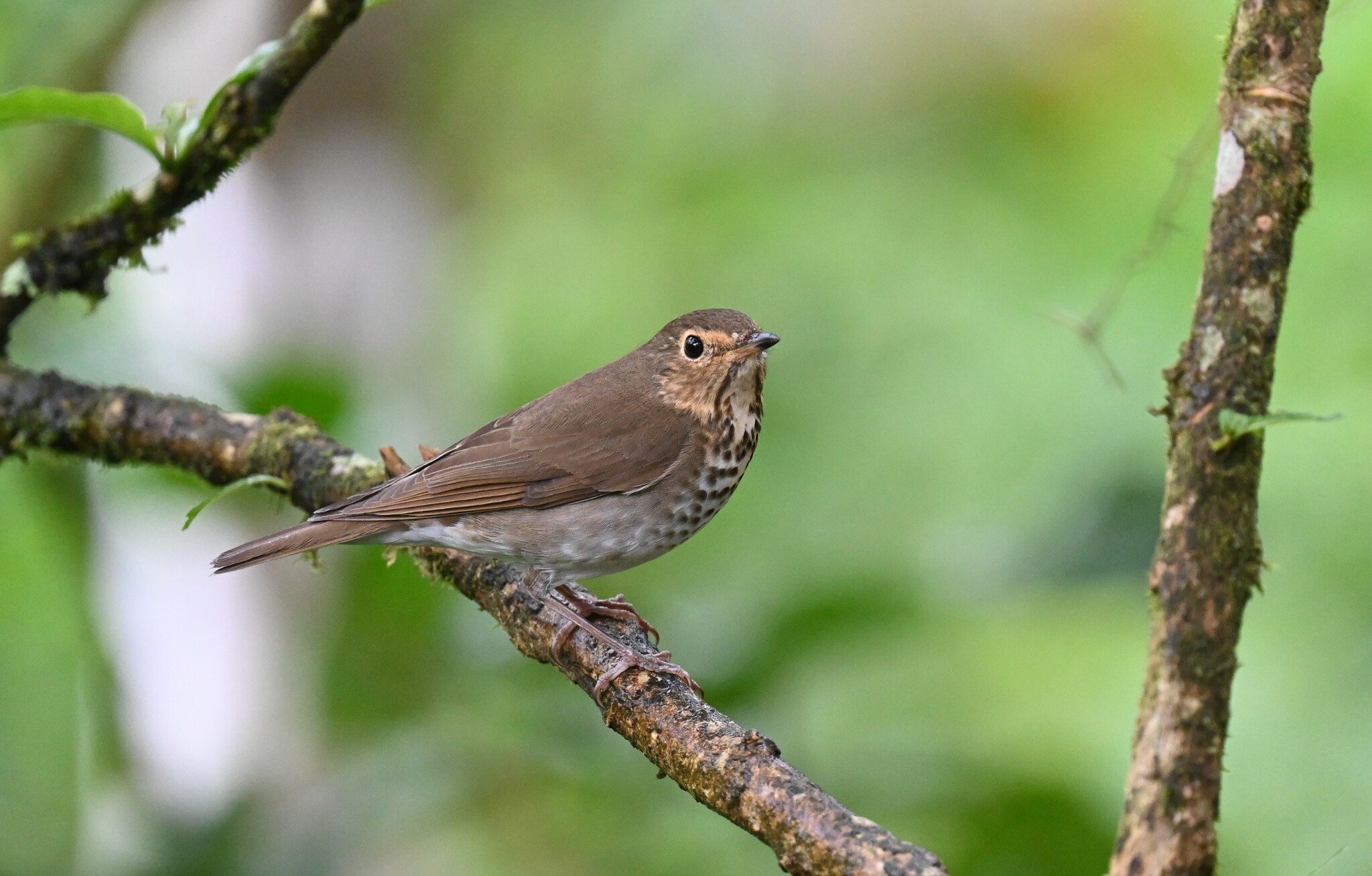 Catharus ustulatus (Nuttall, 1840)