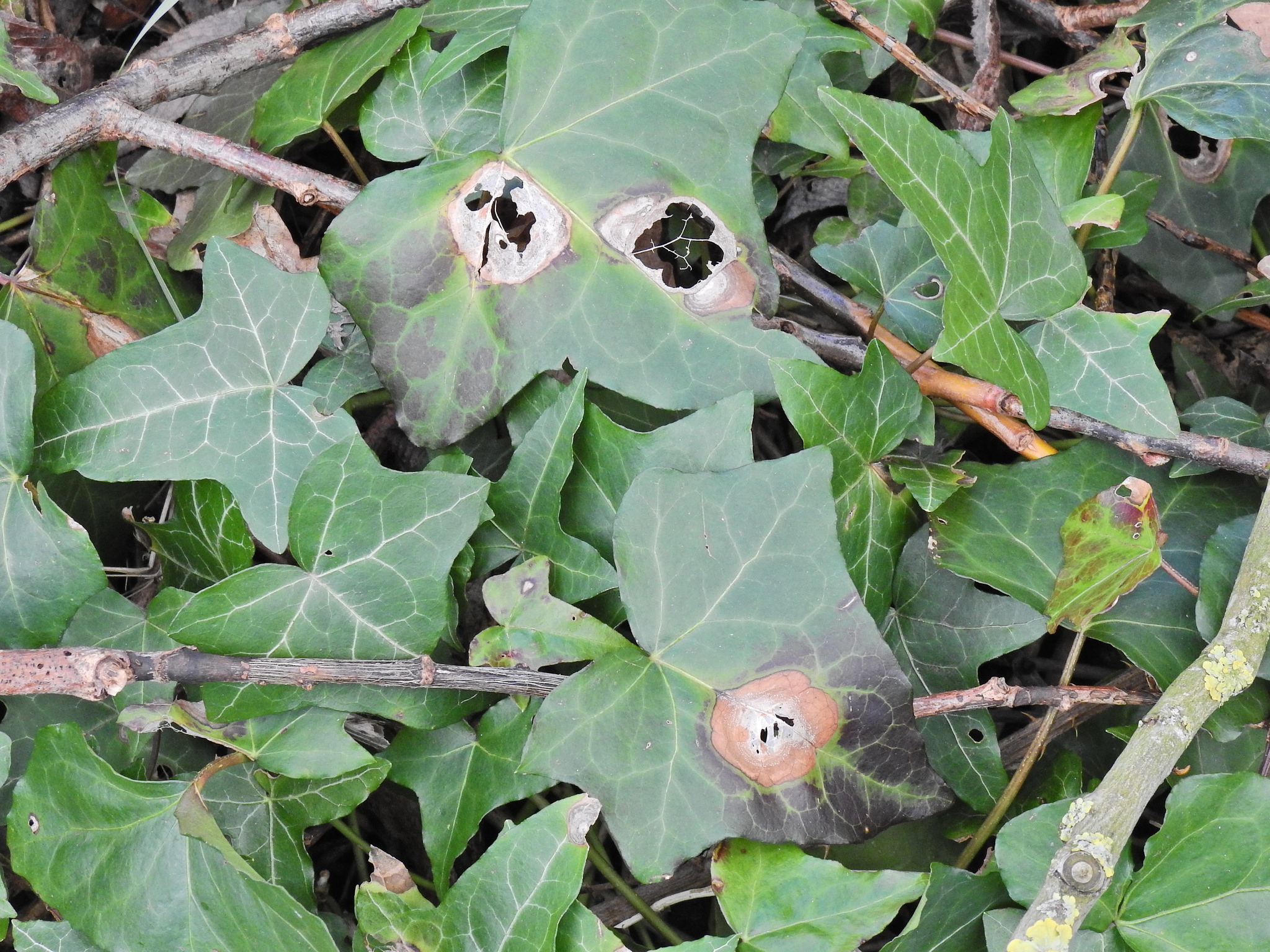 Didymellaceae