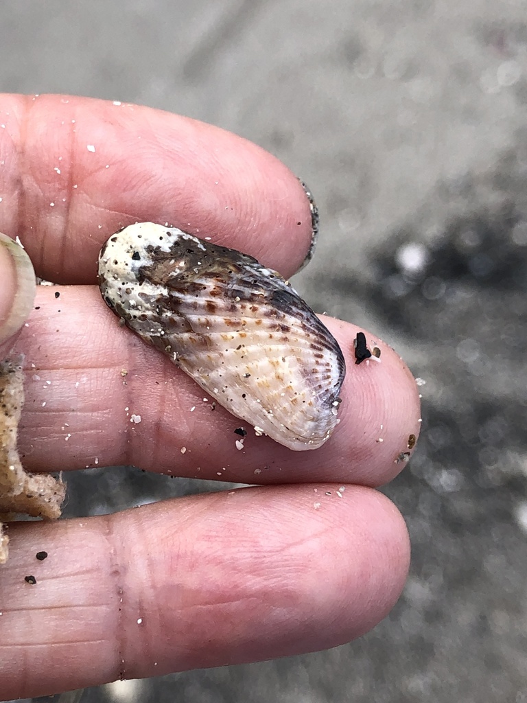 West Indian Cardita (Bivalves of the United States Pt.1) · iNaturalist