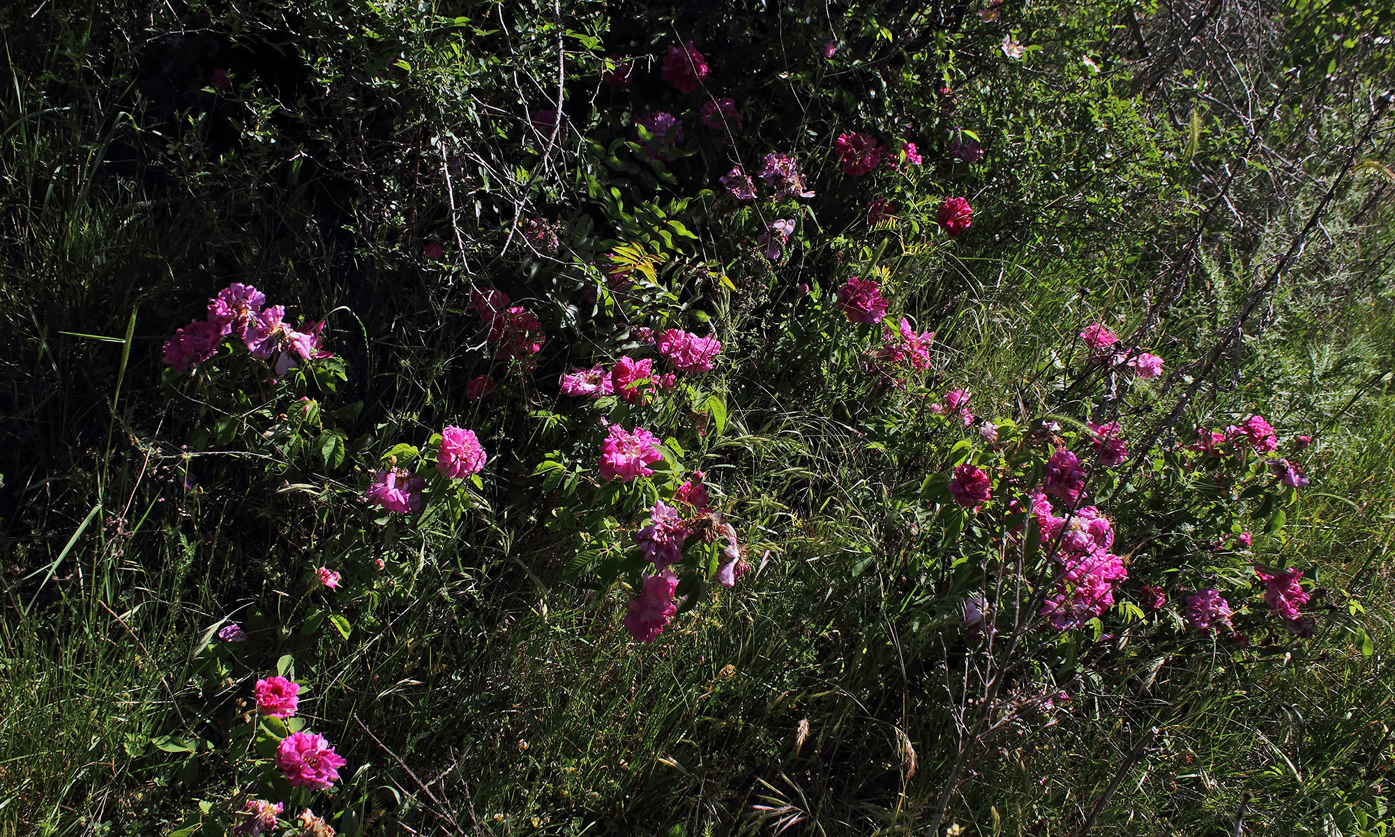 Rosa ×damascena Mill.