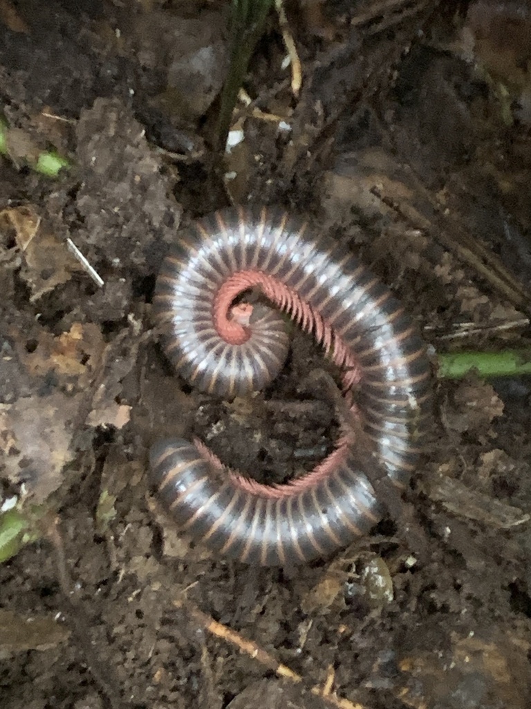 Round-backed Millipedes from Arenal Volcano National Park, San Carlos ...