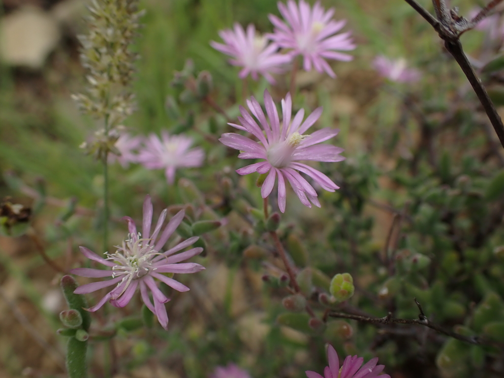 Drosanthemum subspinosum from Cacadu, Eastern Cape, South Africa on ...