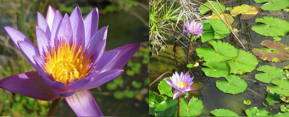 Water Lily (Indiana Pesticide Plants) · iNaturalist