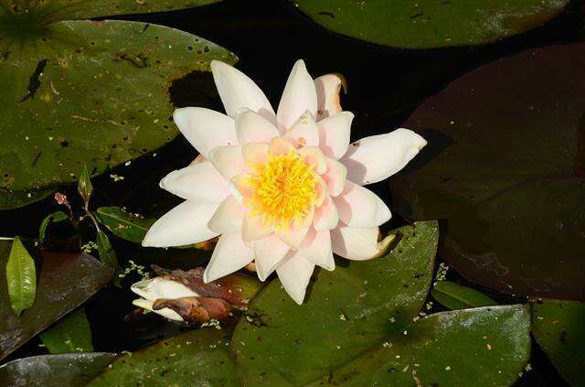 Water Lily (Indiana Pesticide Plants) · iNaturalist