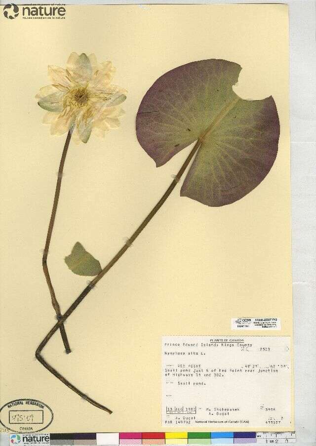 Water Lily (Indiana Pesticide Plants) · iNaturalist