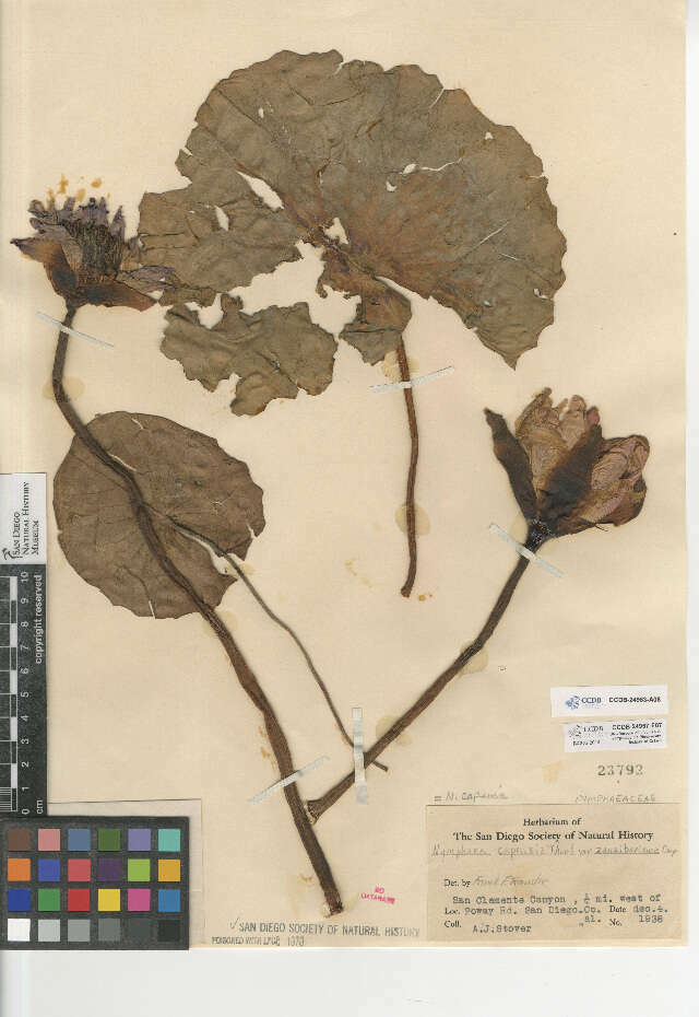 Water Lily (Indiana Pesticide Plants) · iNaturalist