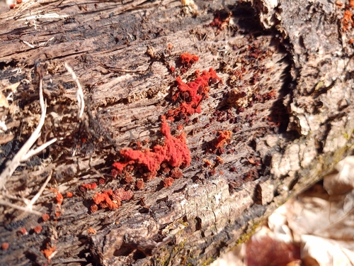 Observations by nicothoe · iNaturalist