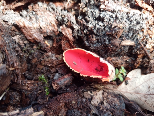 Observations by nicothoe · iNaturalist