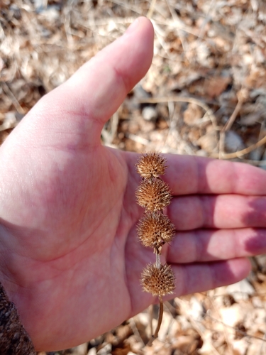 Observations by nicothoe · iNaturalist