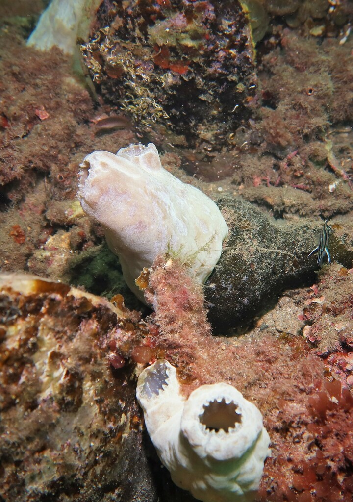 Obese ascidian from 5-7 Edith St, Edithburgh SA 5583, Australia on ...