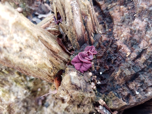 Observations by nicothoe · iNaturalist