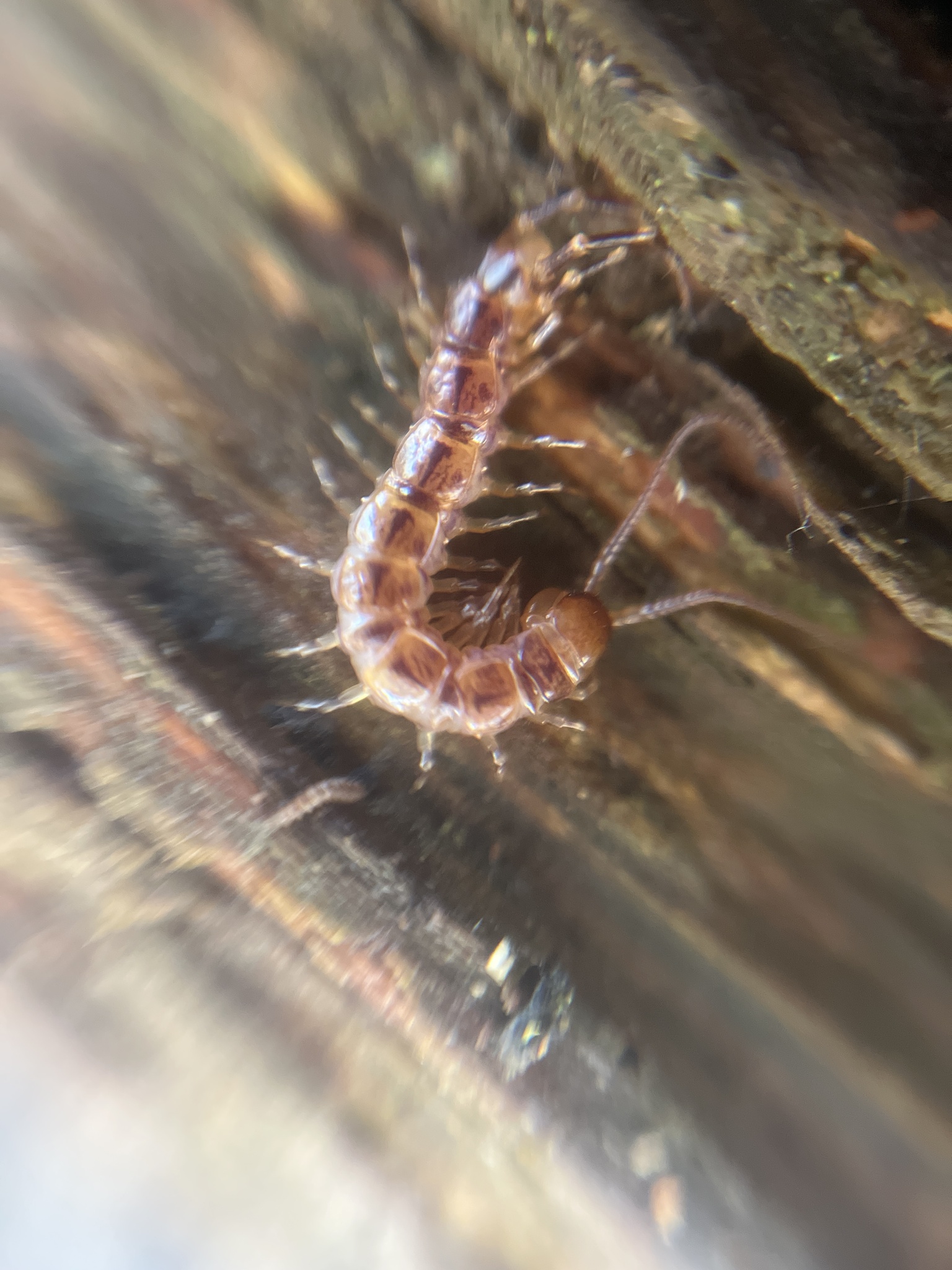 Lithobius variegatus Leach, 1814