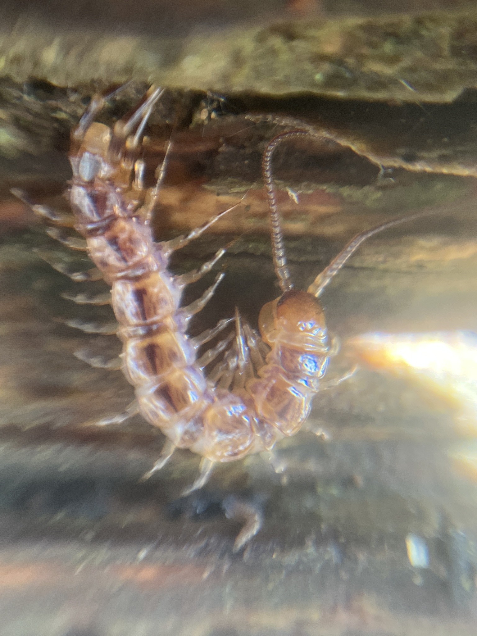 Lithobius variegatus Leach, 1814