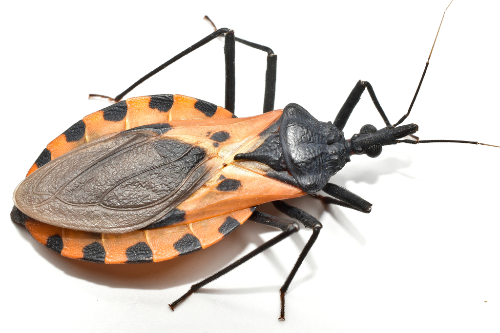 Triatoma dimidiata from Purires, San Pablo, Turrubares, San José, Costa ...