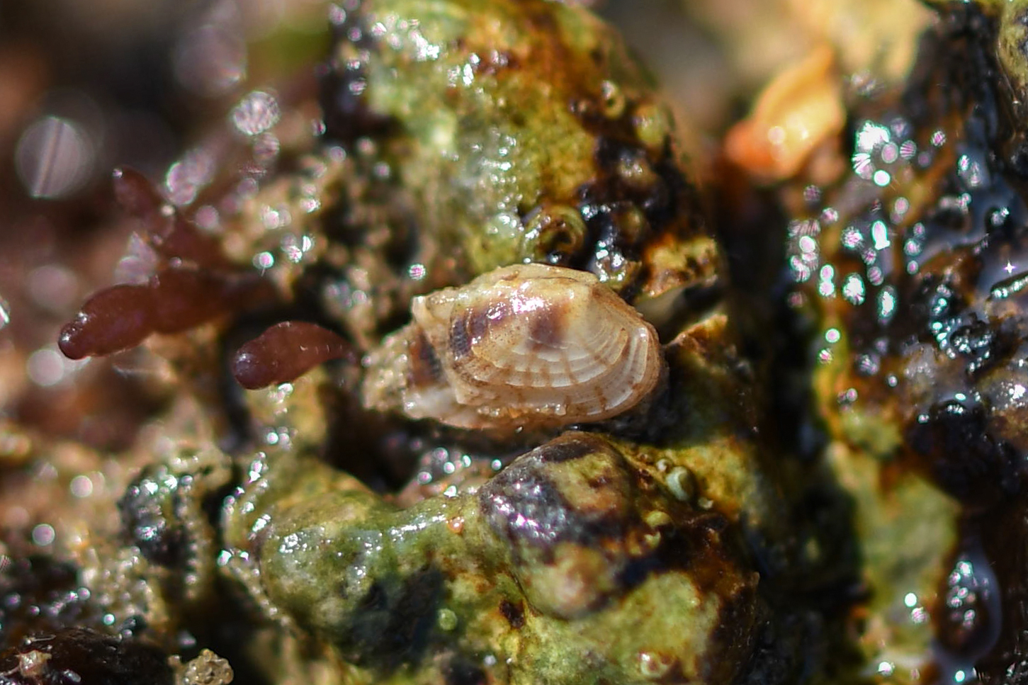 Irus irus (Linnaeus, 1758)