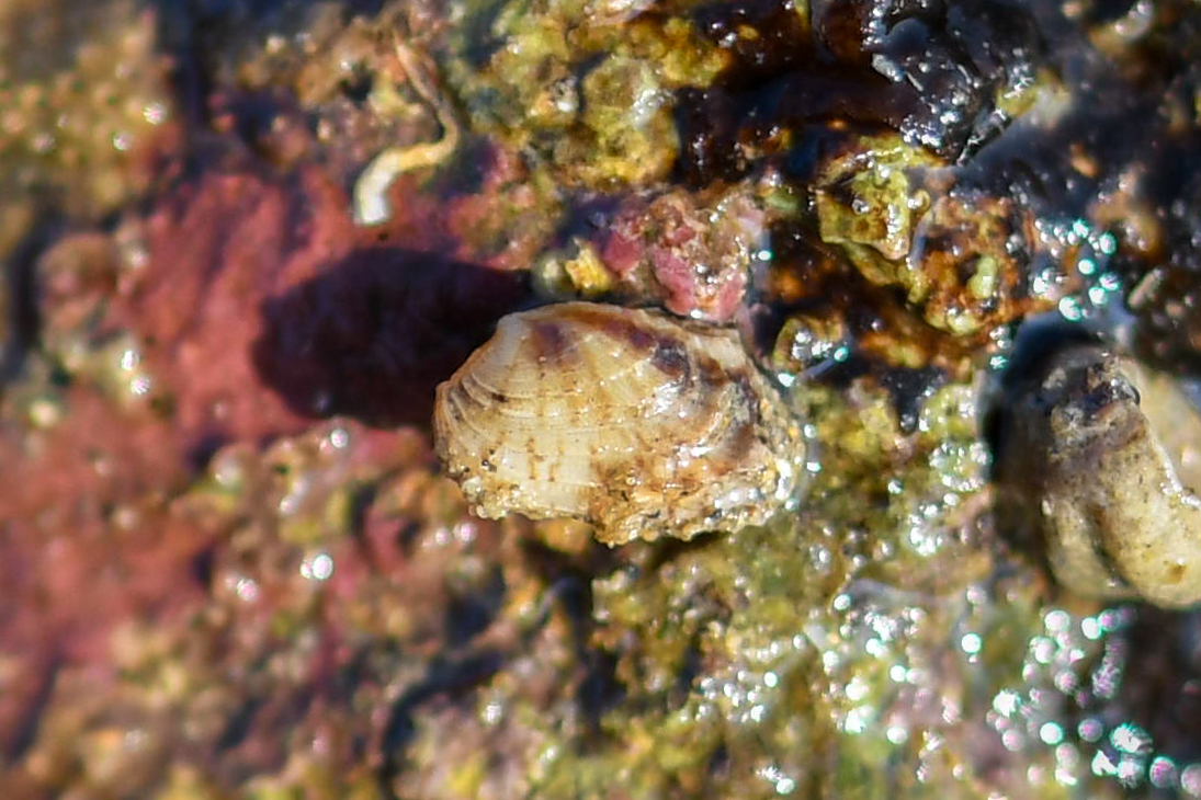 Irus irus (Linnaeus, 1758)