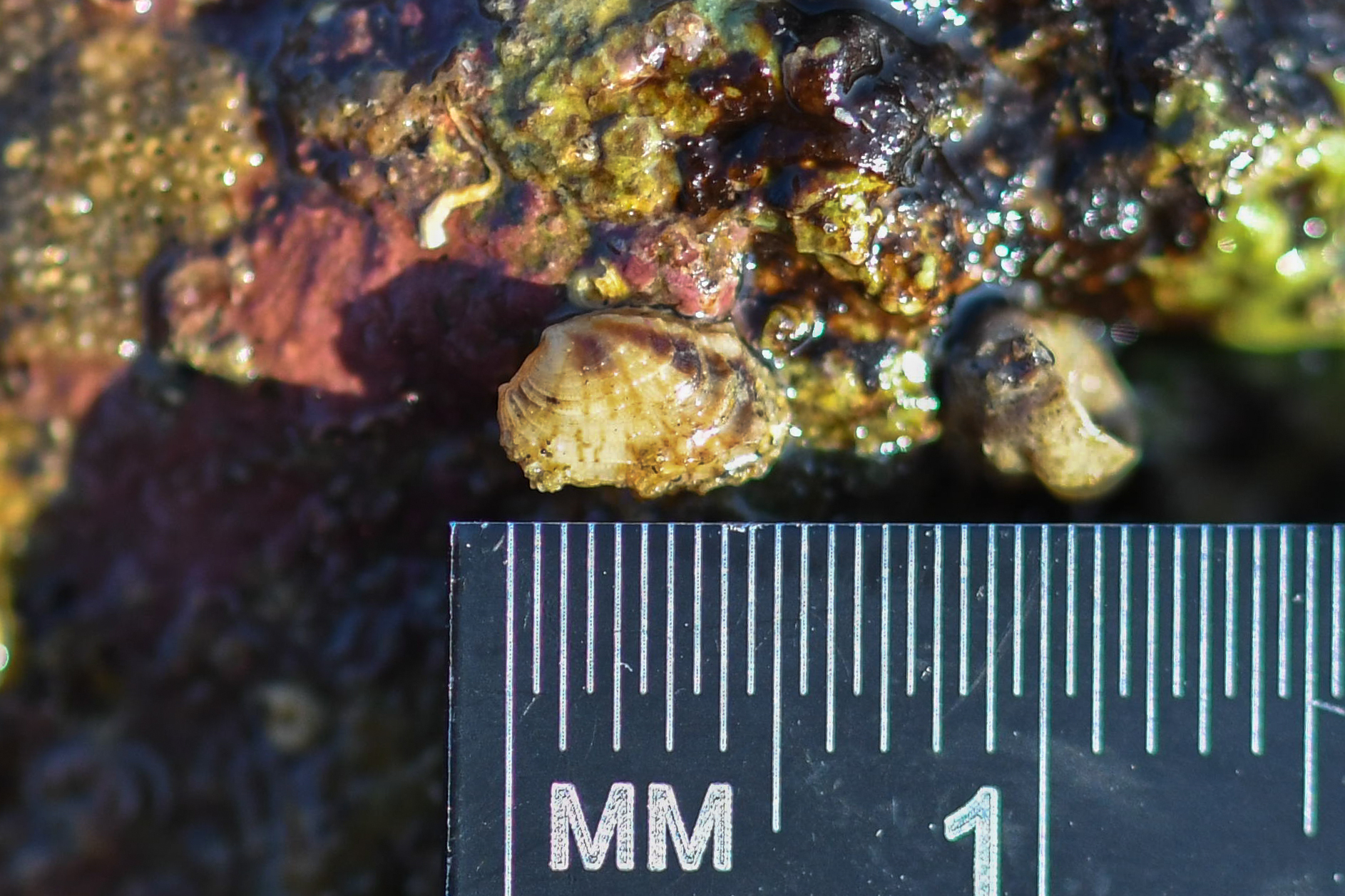 Irus irus (Linnaeus, 1758)