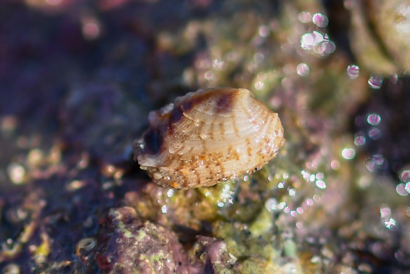 Irus irus (Linnaeus, 1758)