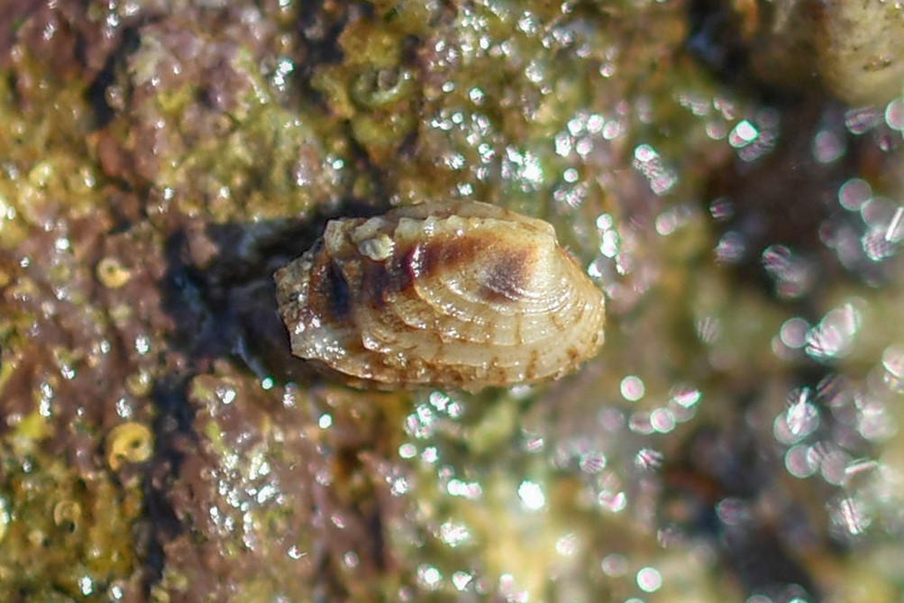 Irus irus (Linnaeus, 1758)