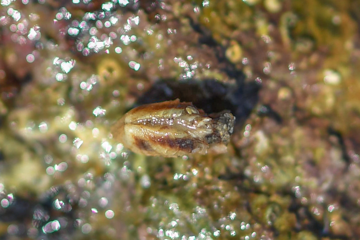 Irus irus (Linnaeus, 1758)