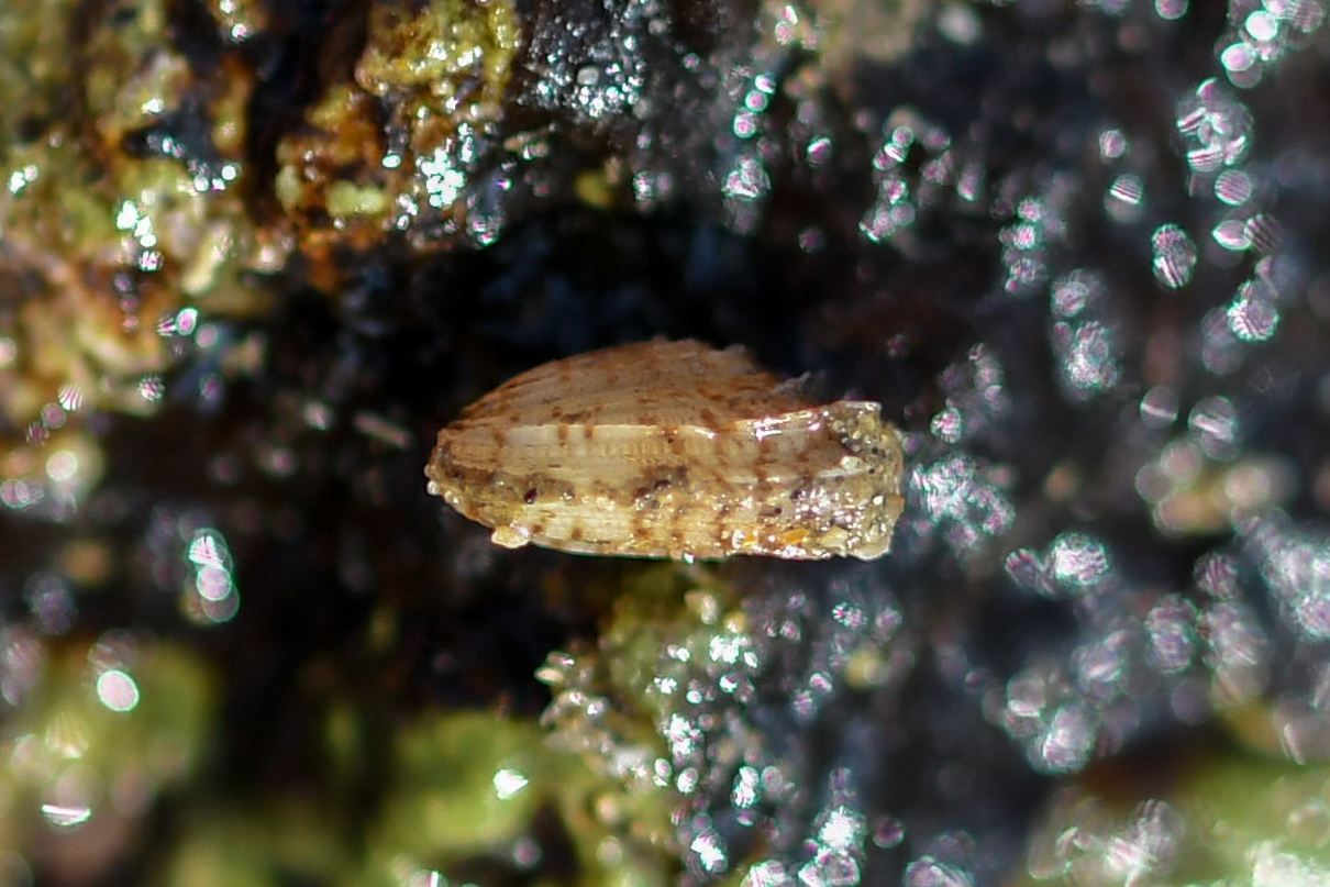 Irus irus (Linnaeus, 1758)