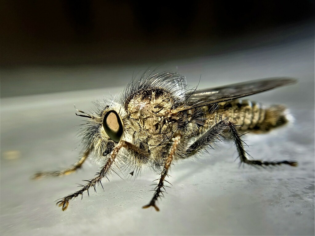 Erax dilsi from Αττική, Ελλάδα on February 26, 2023 at 12:44 PM by ...