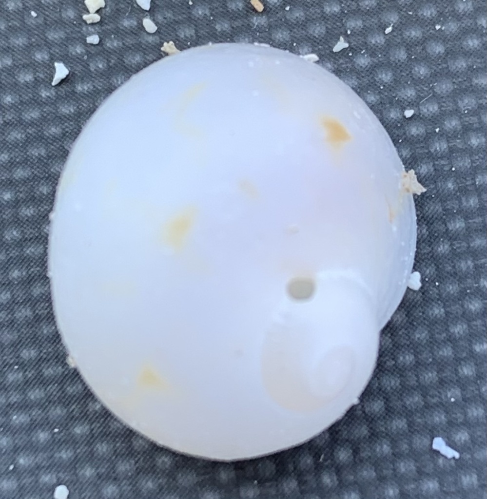 Colorful Moon Snail from Gulf of Mexico, FL, US on March 7, 2023 at 11: ...