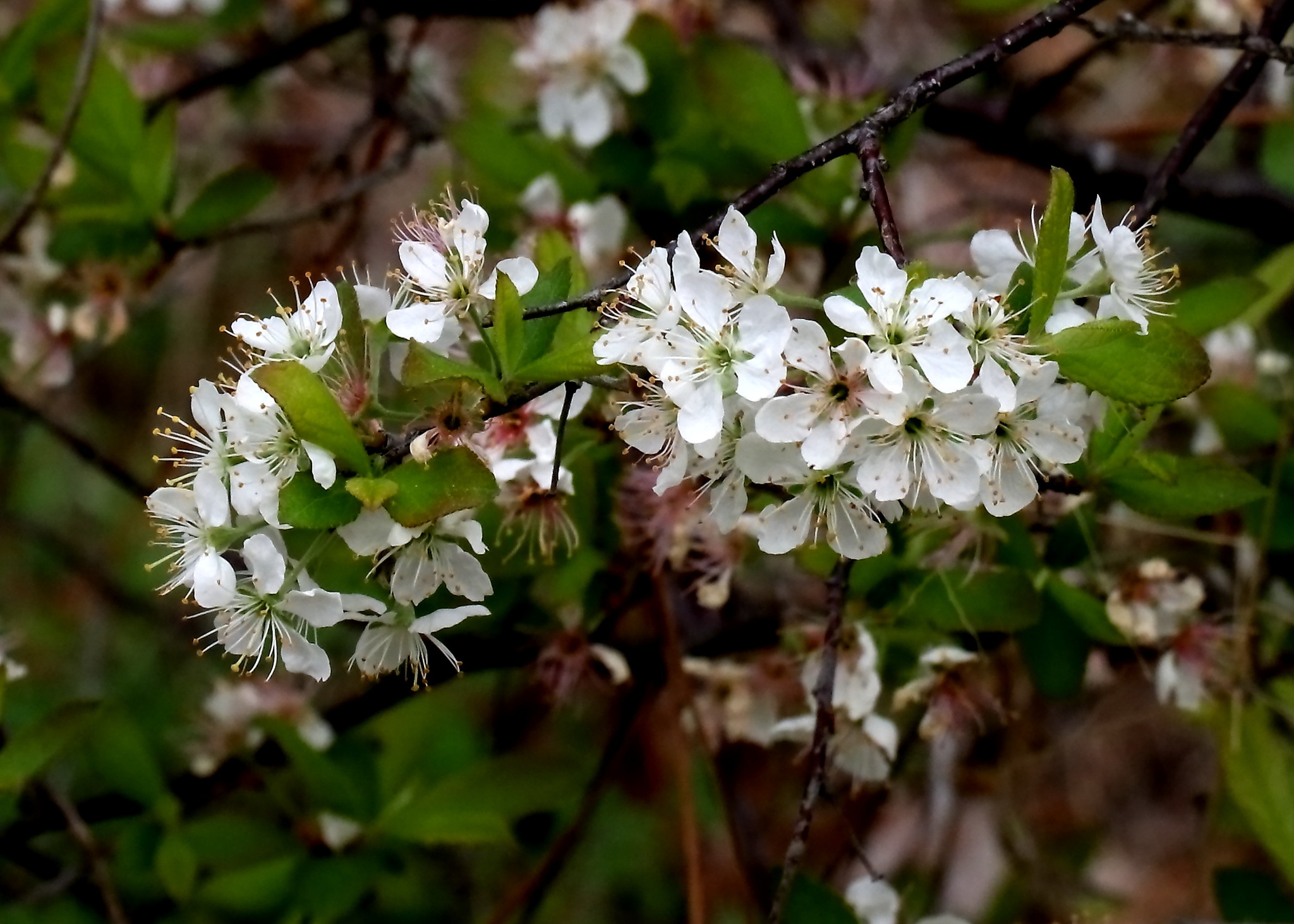 Prunus gracilis Engelm. & Gray