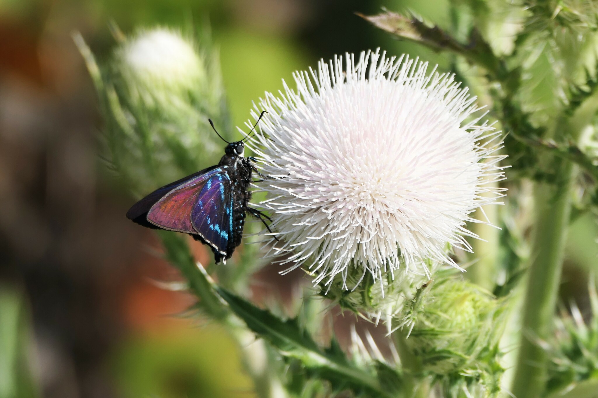 Phocides pigmalion (Cramer, 1779)