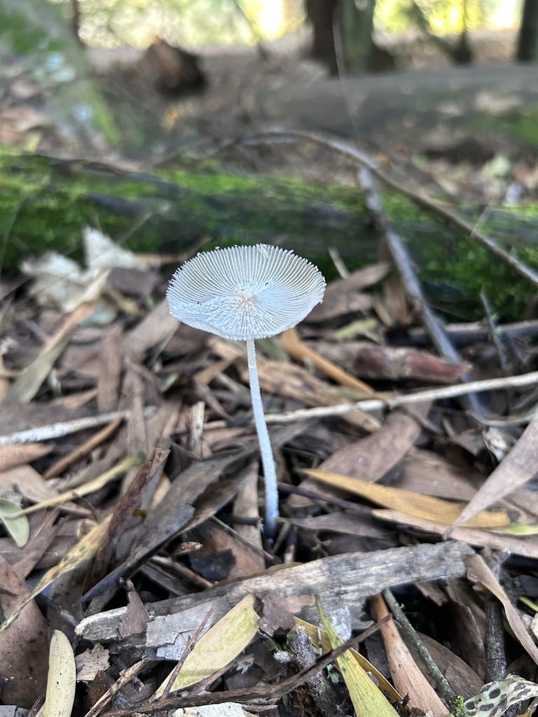 Psathyrellaceae from North Island, Taupō, Waikato, NZ on March 08, 2023 ...