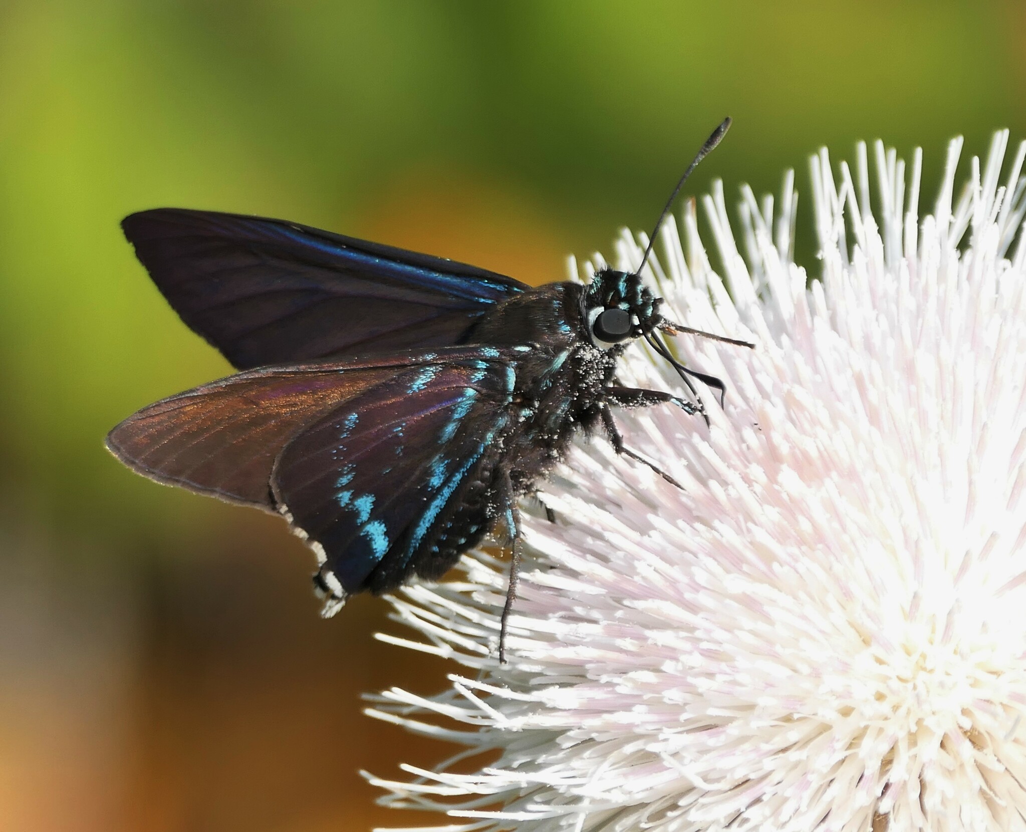 Phocides pigmalion (Cramer, 1779)
