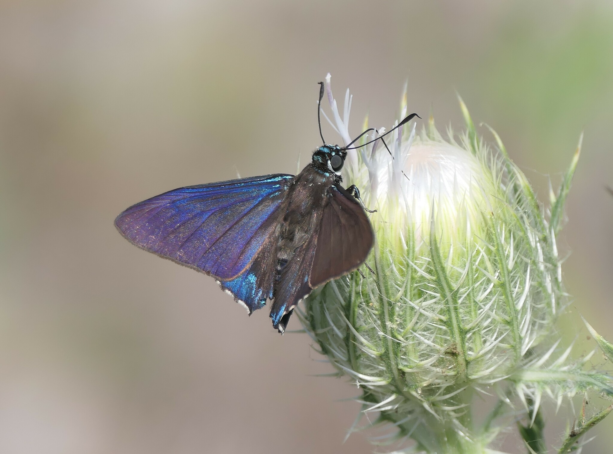 Phocides pigmalion (Cramer, 1779)