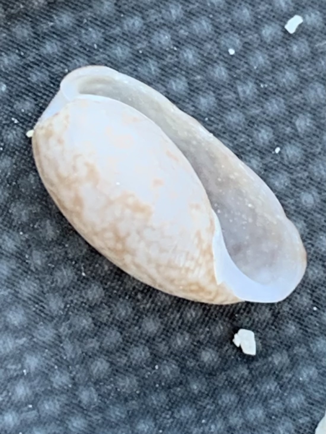 Bulla occidentalis A.Adams, 1850