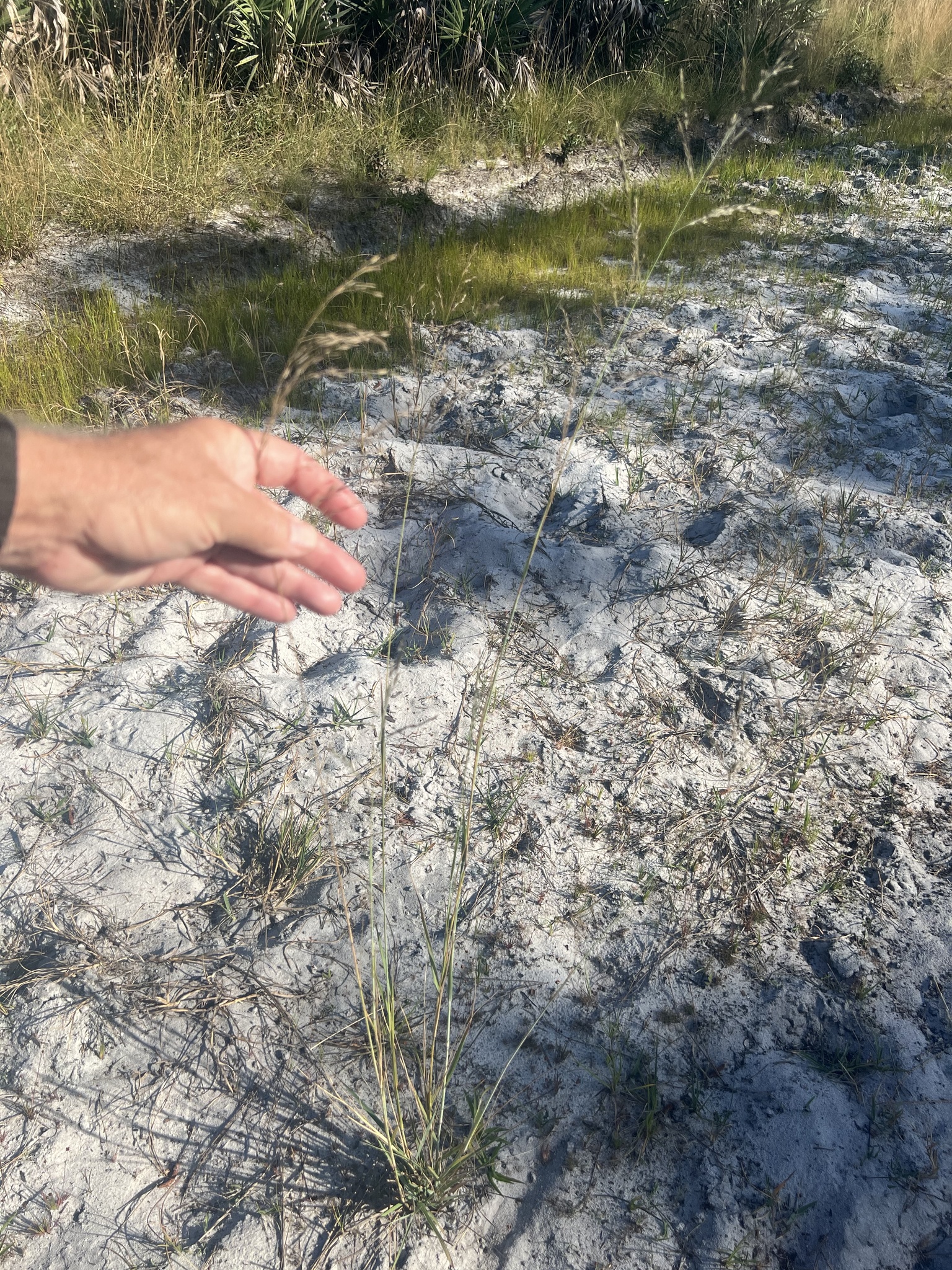 Eragrostis atrovirens (Desf.) Trin. ex Steud.
