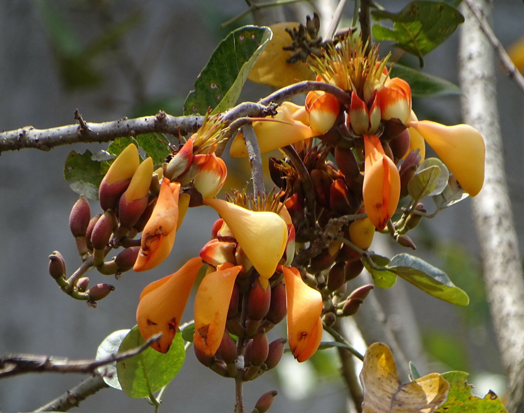 Erythrina fusca Lour.
