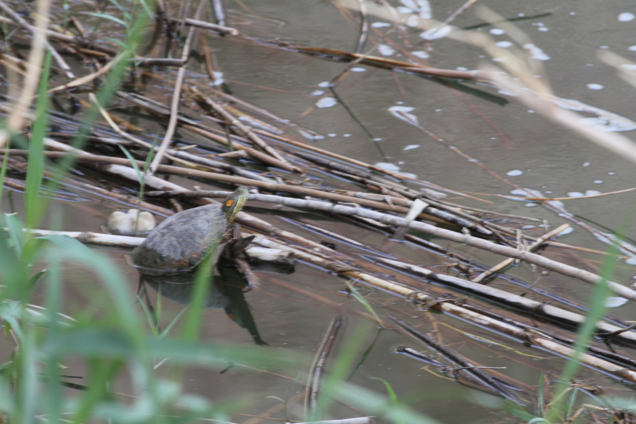 Trachemys gaigeae (Hartweg, 1939)