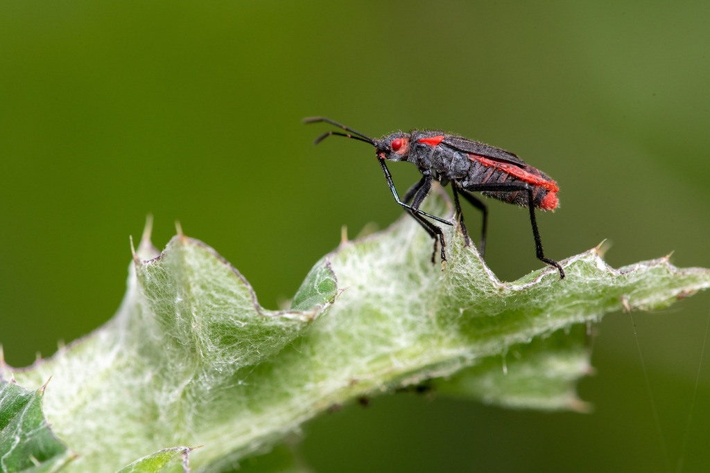 Red-shouldered Bug from North Central, Carrollton, TX, USA on March 07 ...