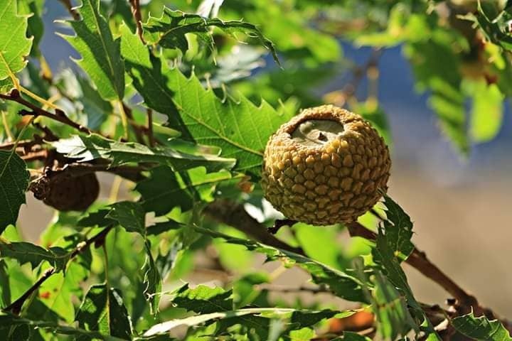 Lebanon oak from Kadirli/Osmaniye, Türkiye on November 2, 2019 by ...