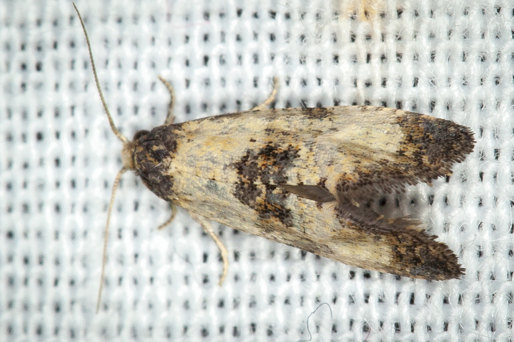 Little Conch from Summit County, UT, USA on July 17, 2022 at 08:42 PM ...