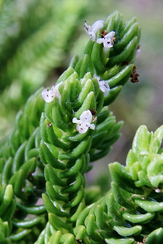 Hyptis pachyphylla · iNaturalist
