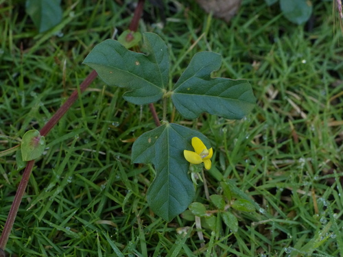 Vigna stipulacea · iNaturalist