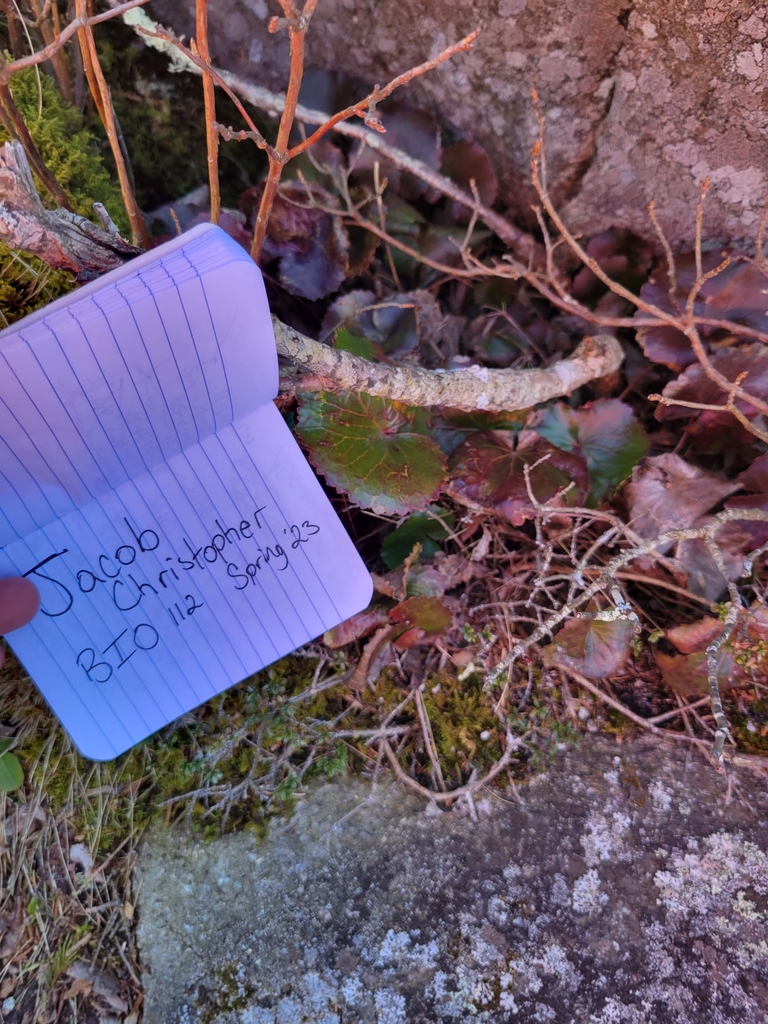 galax from Linville, NC 28646, USA on March 05, 2023 at 12:51 PM by ...