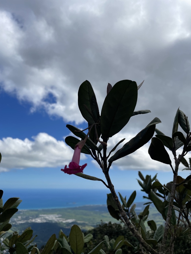roble de sierra from El Yunque National Forest, Ceiba, Puerto Rico, US ...