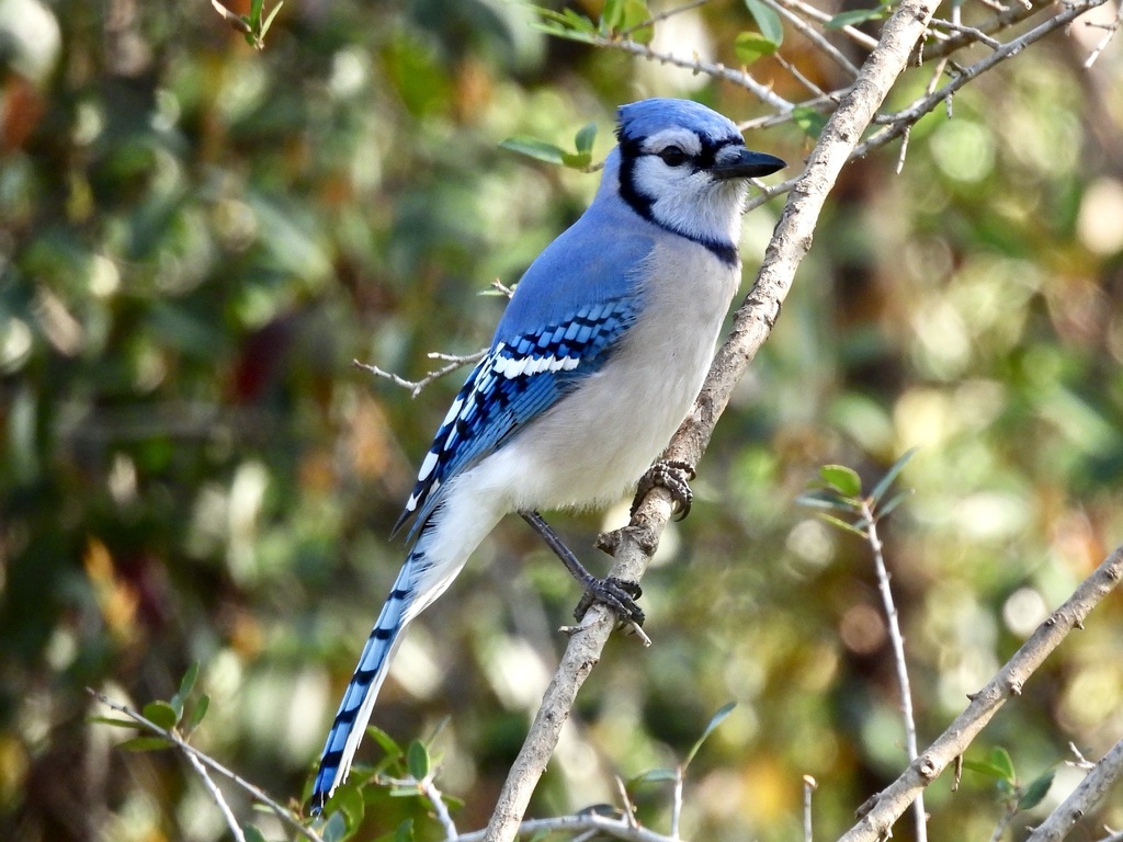 Blue Jay from Flower Mound, TX, USA on March 07, 2023 at 09:17 AM by ...