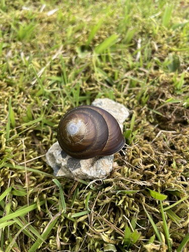 género Polydontes · NaturaLista Colombia