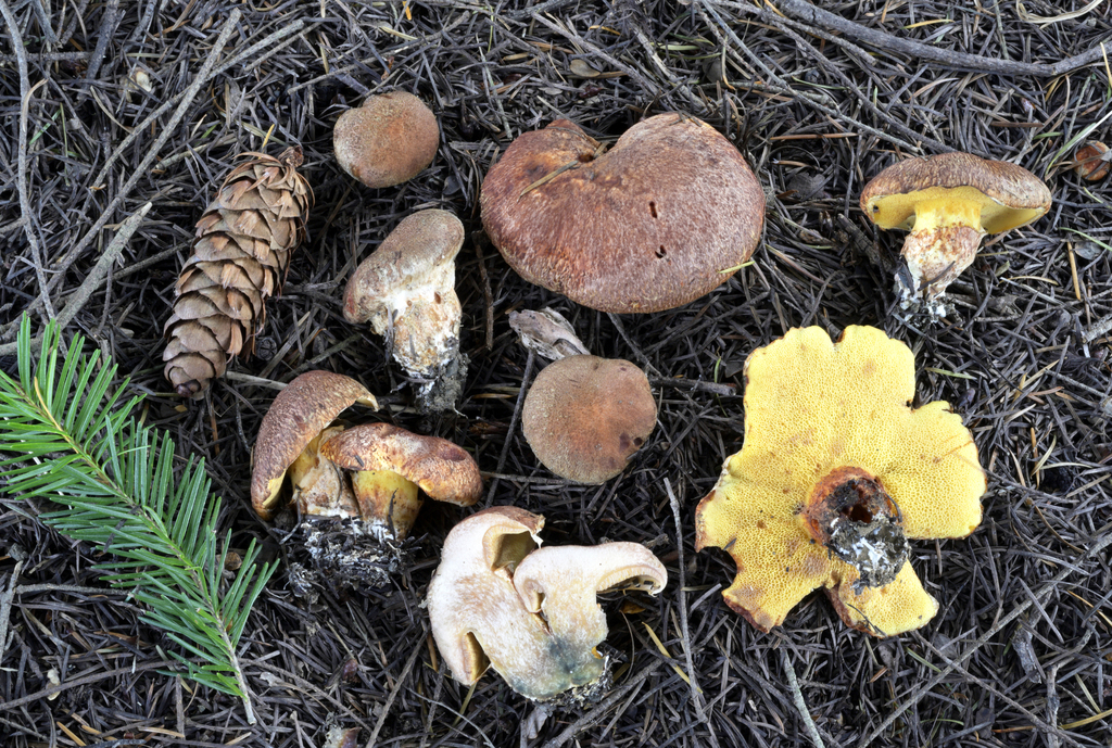 Western Painted Suillus from Mount Lyford Village, New Zealand on March ...