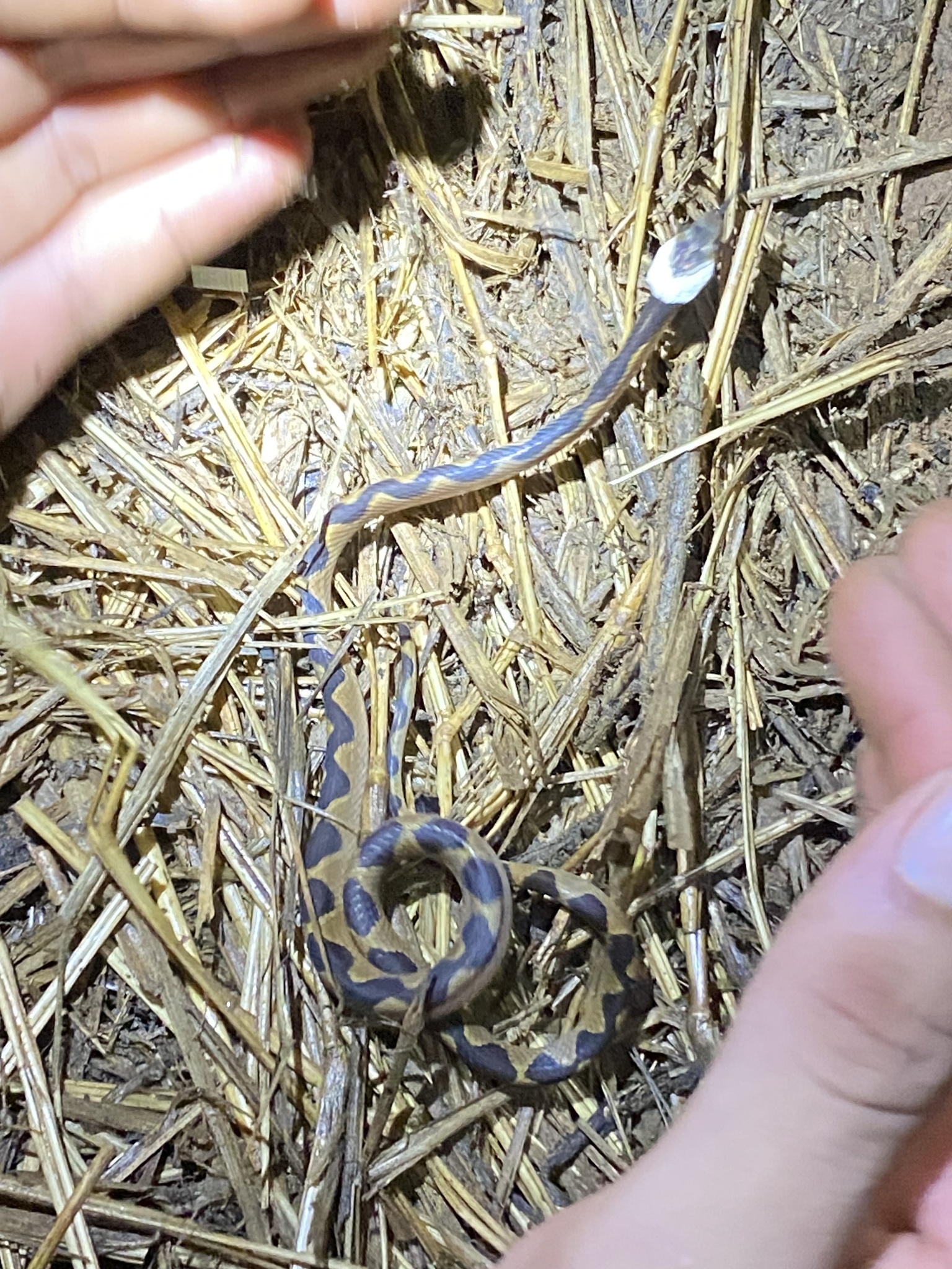 Leptodeira annulata (Linnaeus, 1758)