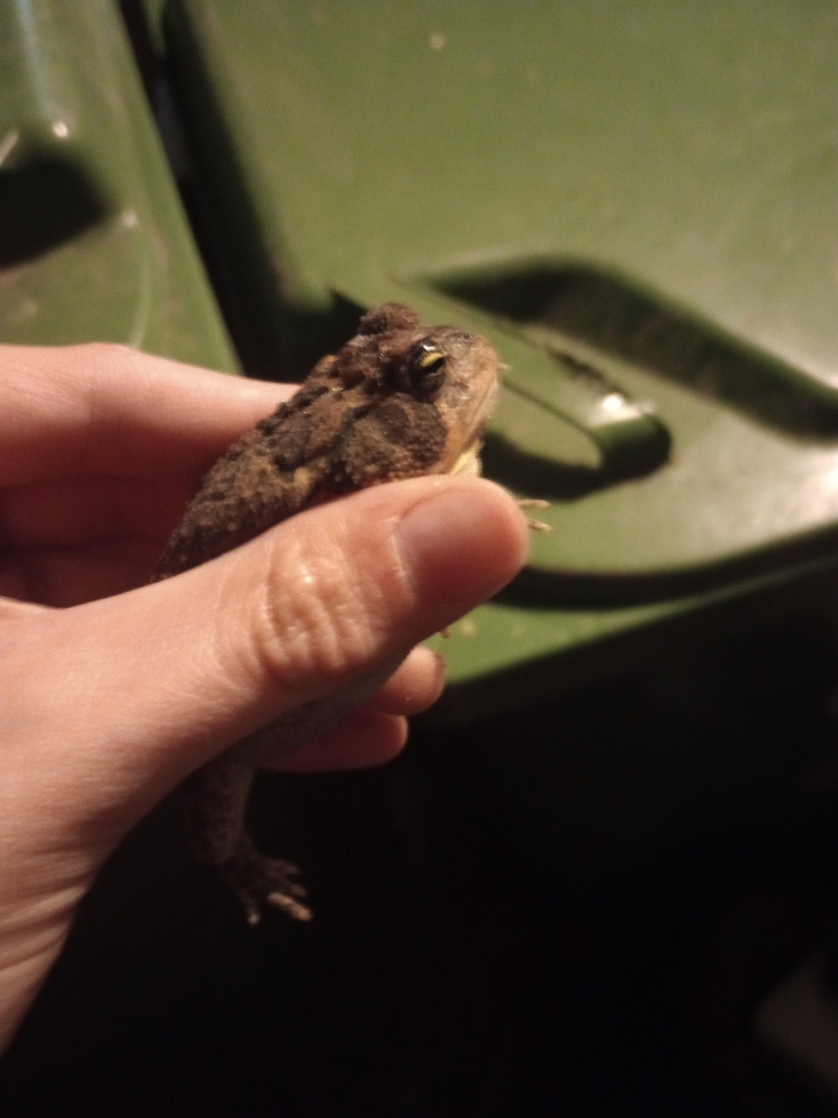Southern Toad from Moultrie on March 07, 2023 at 08:01 PM by Kenneth ...